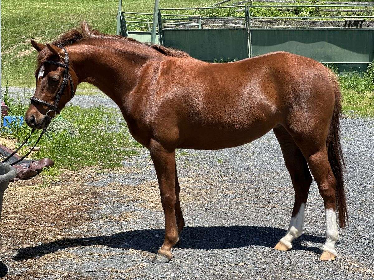 2021 Welsh Section B Hunter