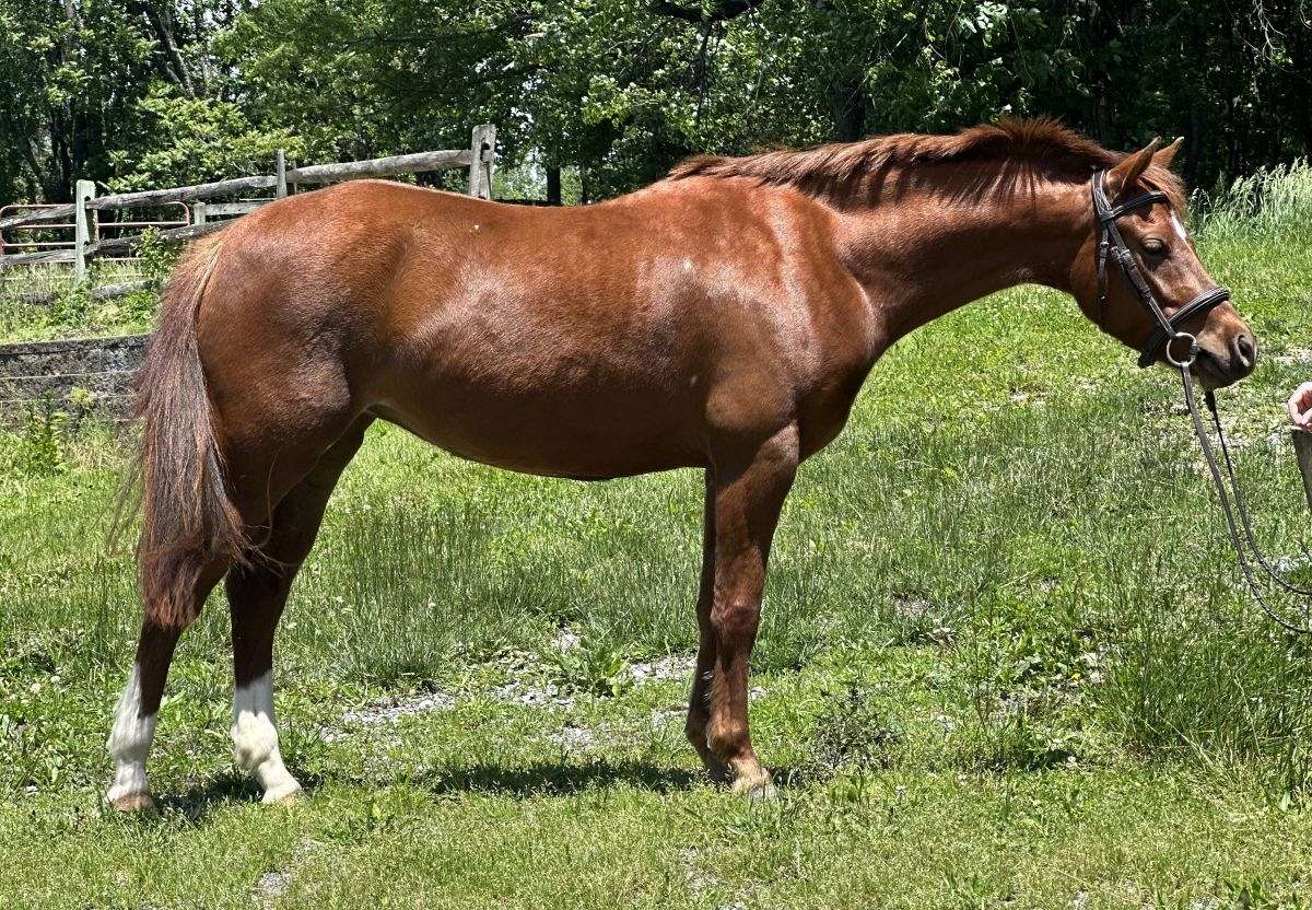 2021 Welsh Section B Hunter