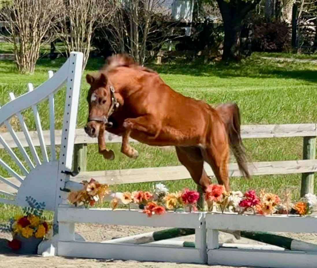 2021 Welsh Section B Hunter