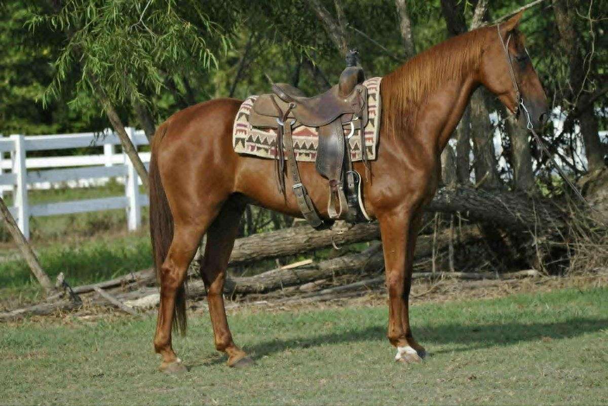 Beautiful Red Sorrel TWH Gelding.