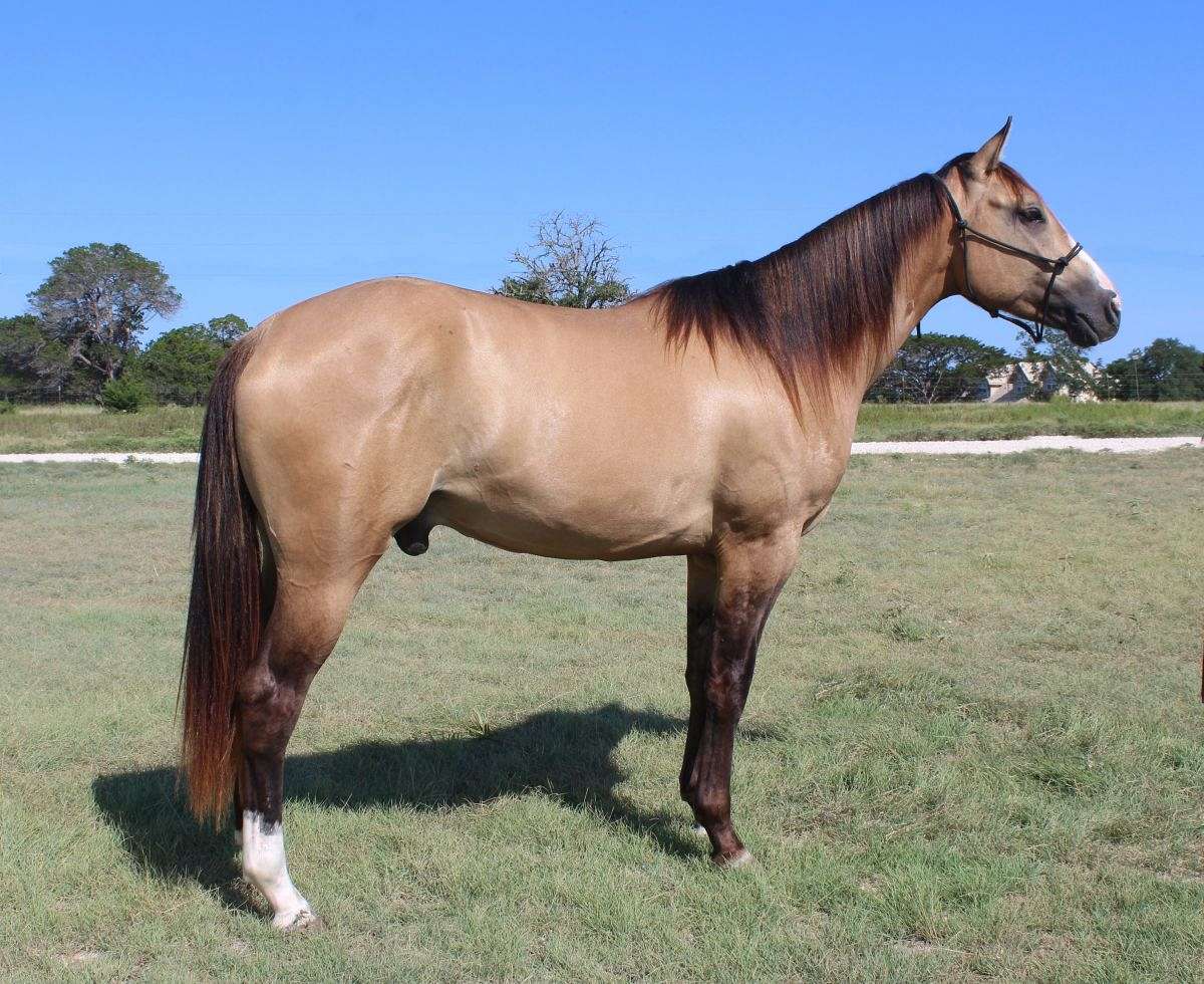 Gorgeous Well Mannered 2 Yr Old AQHA Lineback Dun