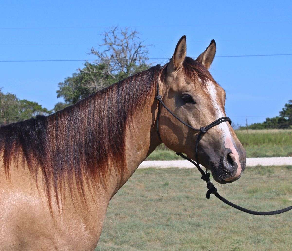 Gorgeous Well Mannered 2 Yr Old AQHA Lineback Dun