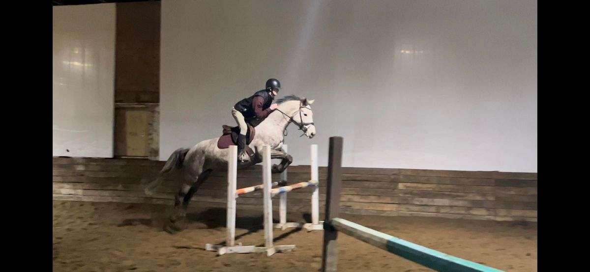 Jumper/Eventing Mare