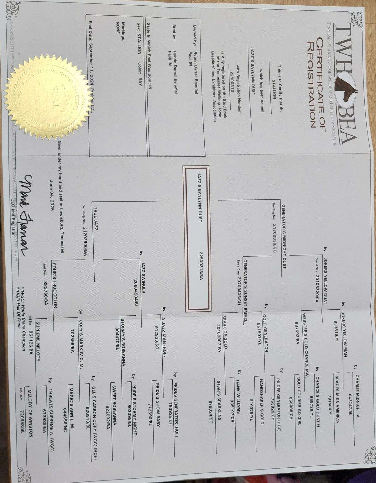 TWH Colt Jazz's Baylynn Dust