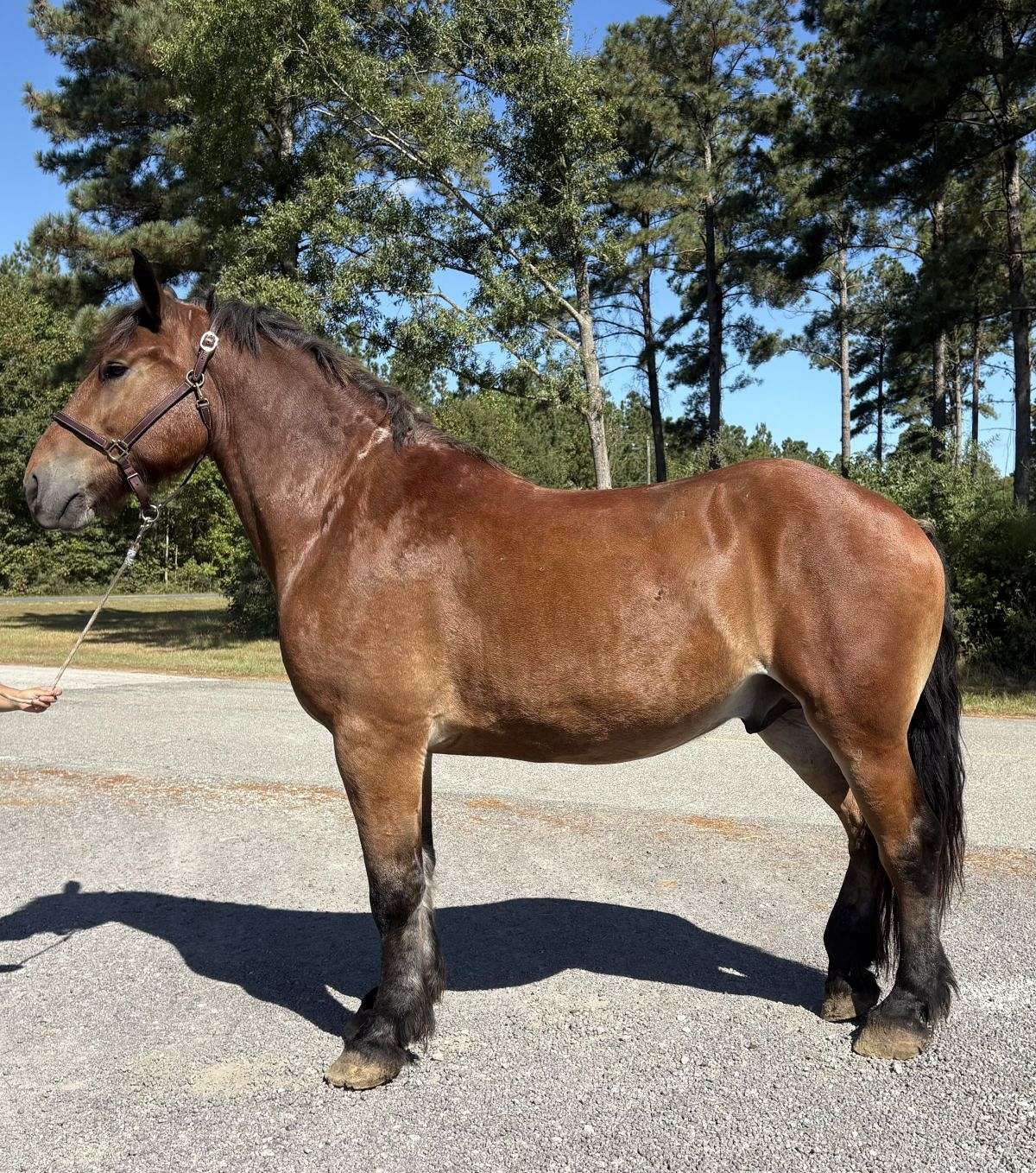 Bay Belgian Percheron