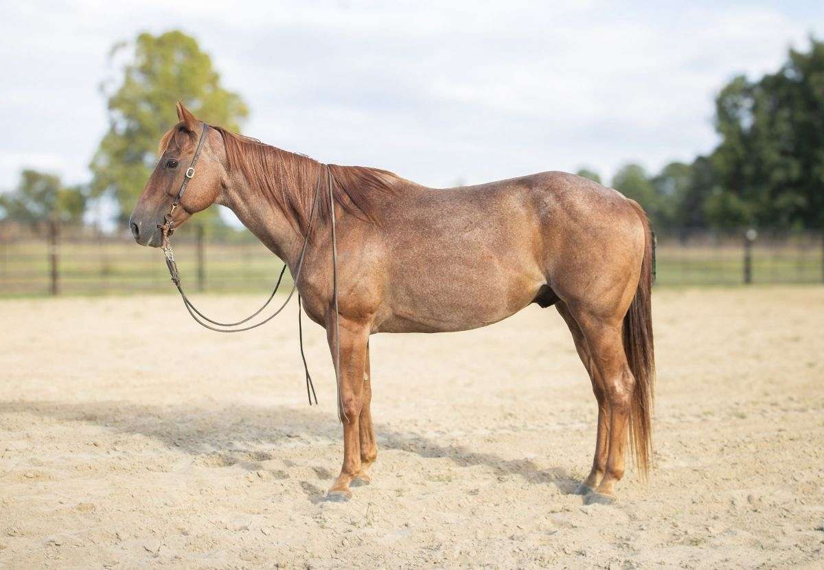 AQHA Handy Broke Gelding