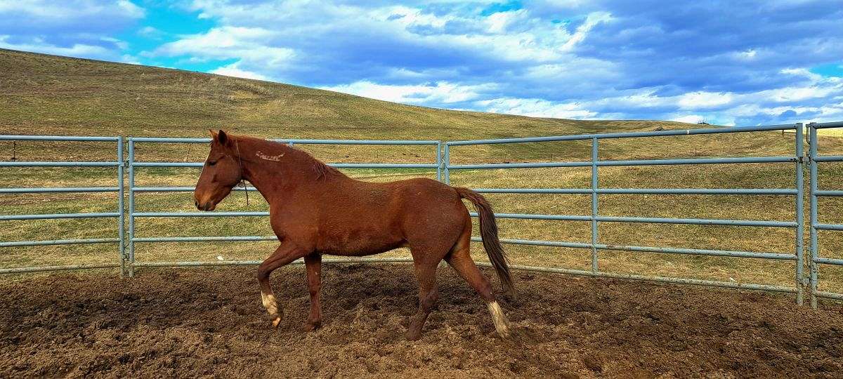Sunstone! 15 Hand 3 yo BLM Mustang Gelding