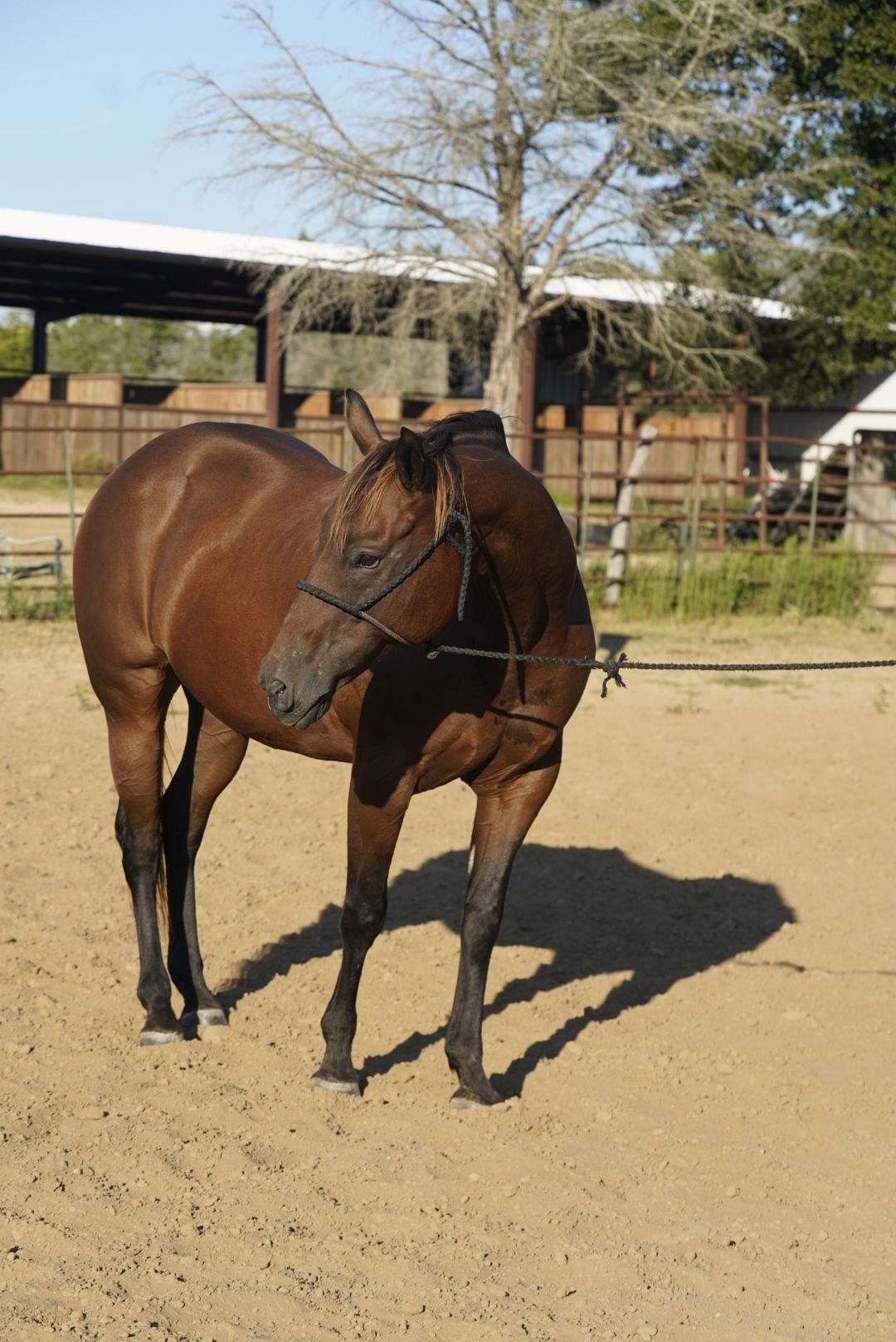 Gentle Trail Riding Mare