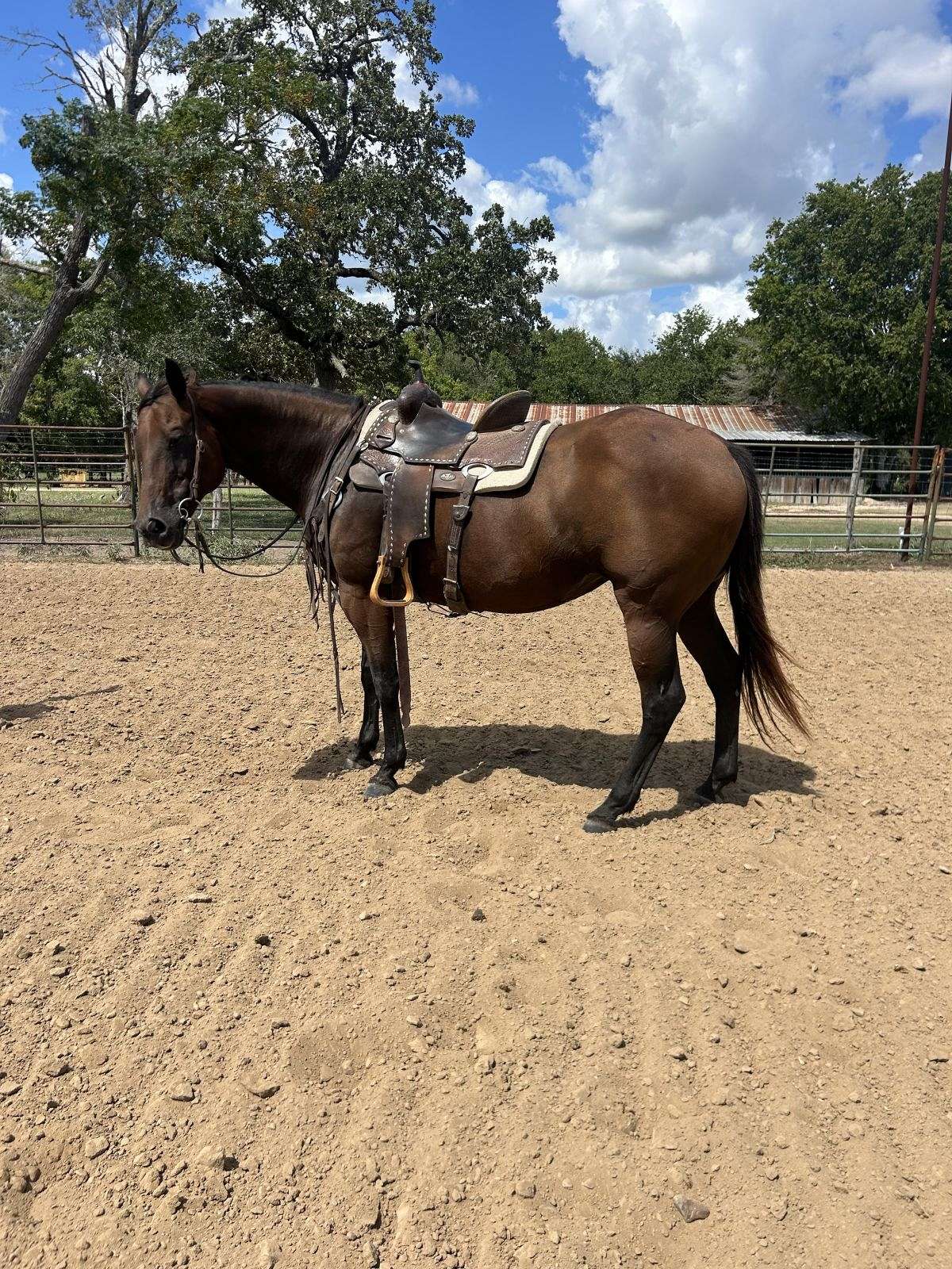 Gentle Trail Riding Mare