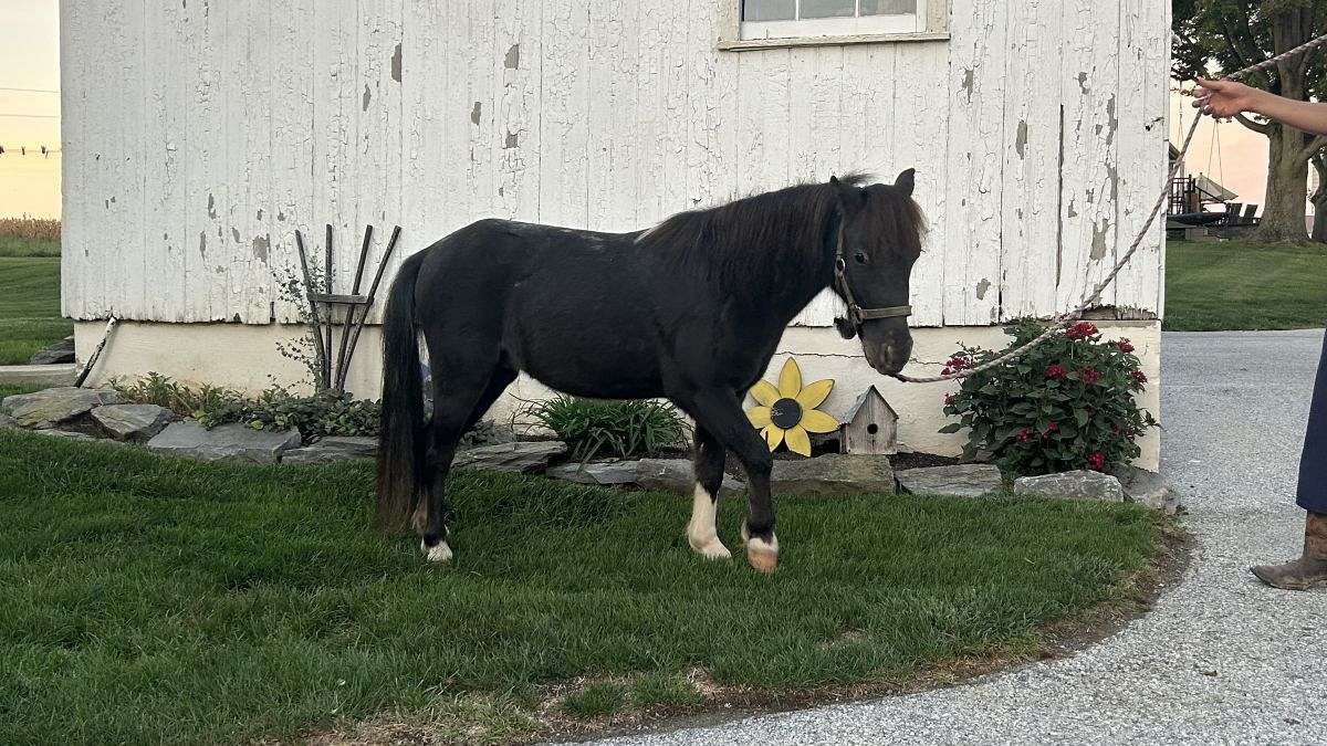 Diego, Trained Mini Gelding for Sale