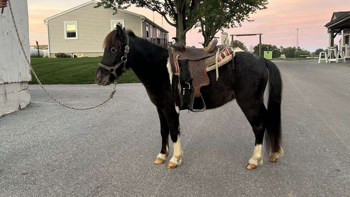 Diego, Trained Mini Gelding for Sale