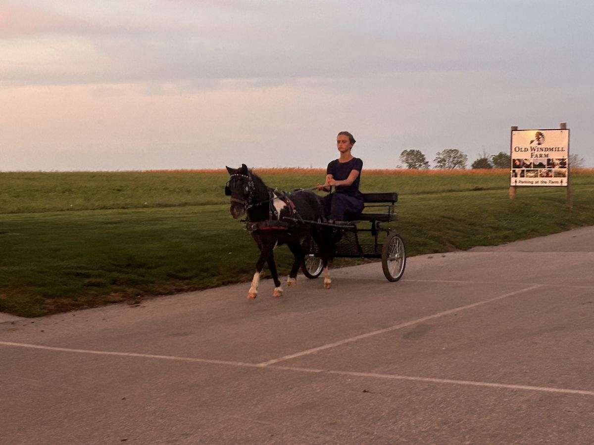 Diego, Trained Mini Gelding for Sale