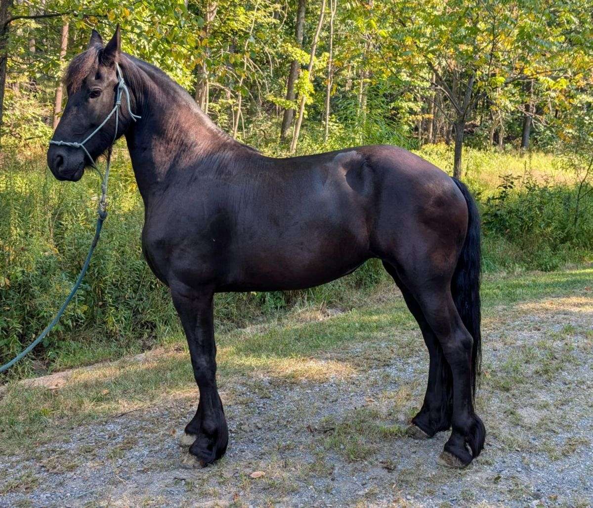 Lovely Mare From Sape 381 Sport X Onne 376 Sport