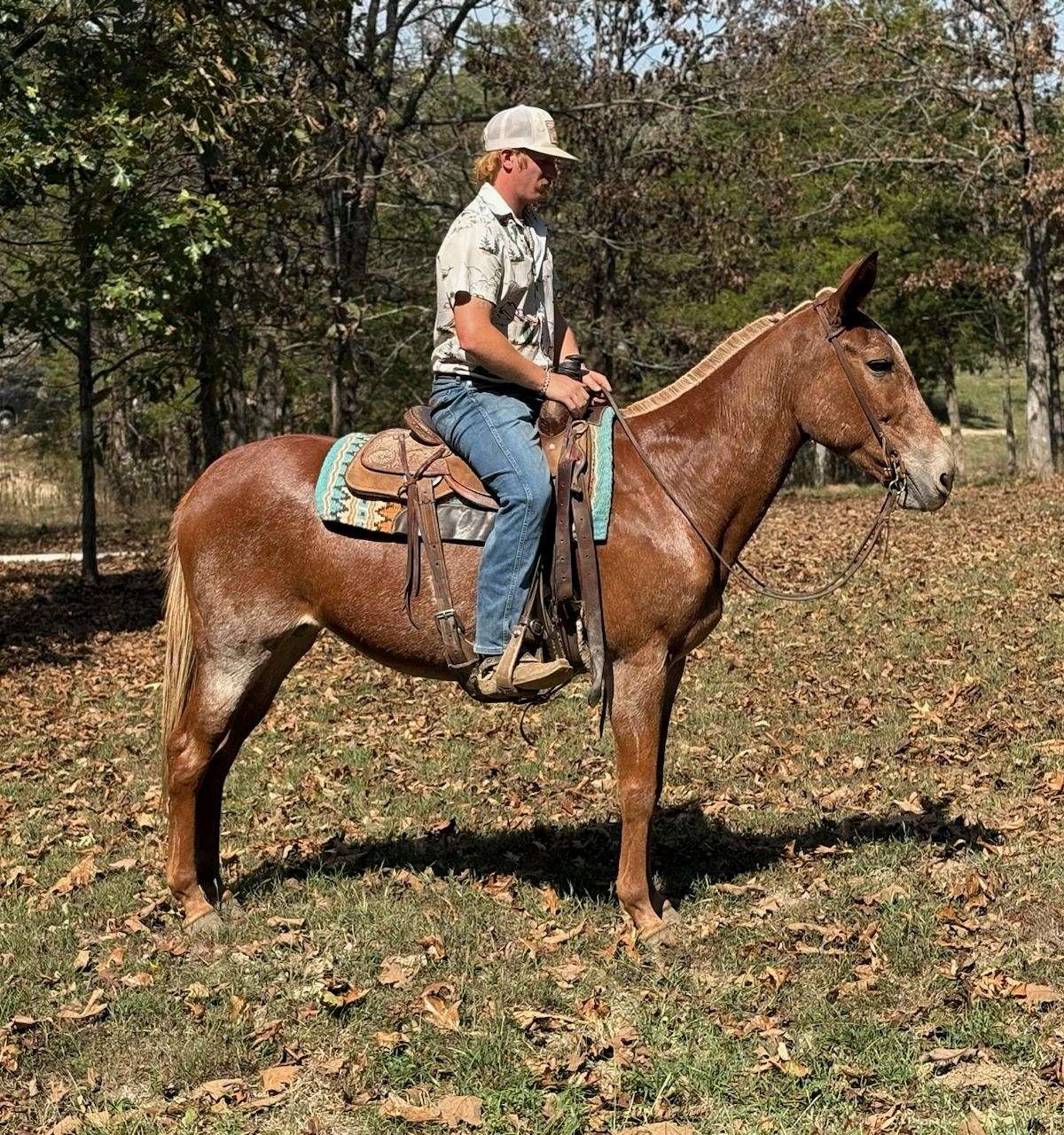 Nice Molly Mule Gentle Broke to Ride - Melva