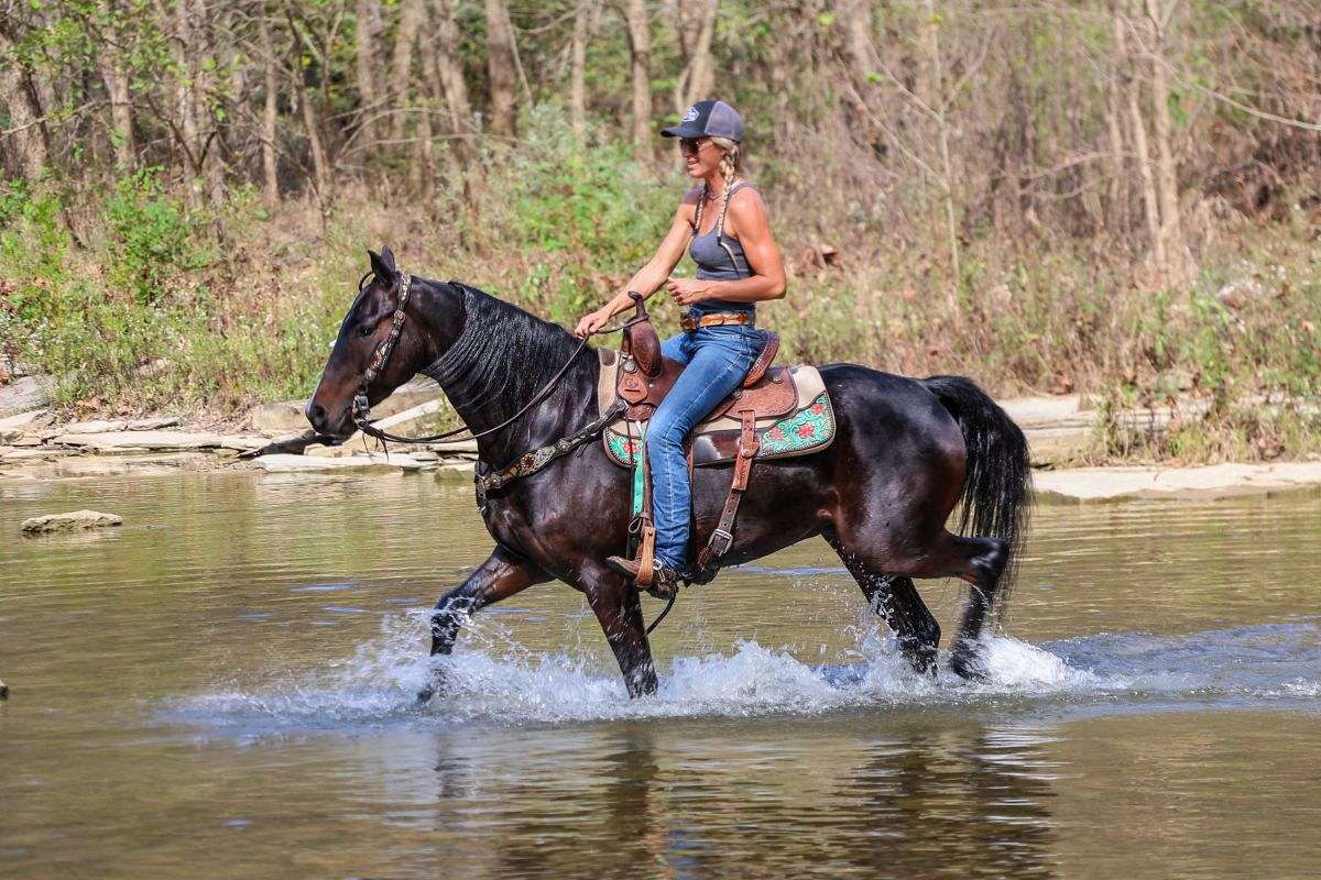 Really Well Trained, Super Gentle, Intelligent, Registered Morgan Gelding