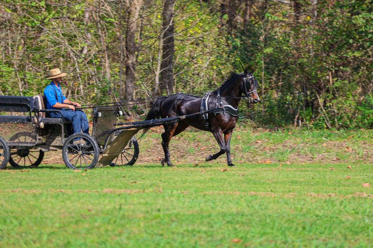 Really Well Trained, Super Gentle, Intelligent, Registered Morgan Gelding