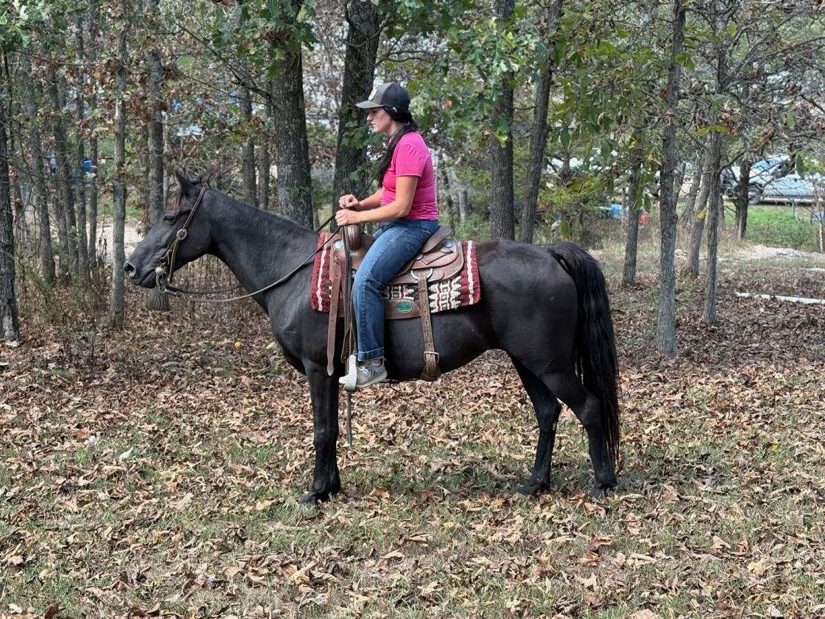Fox Trotter Mare Smooth and Gentle Broke to Ride - Karmen