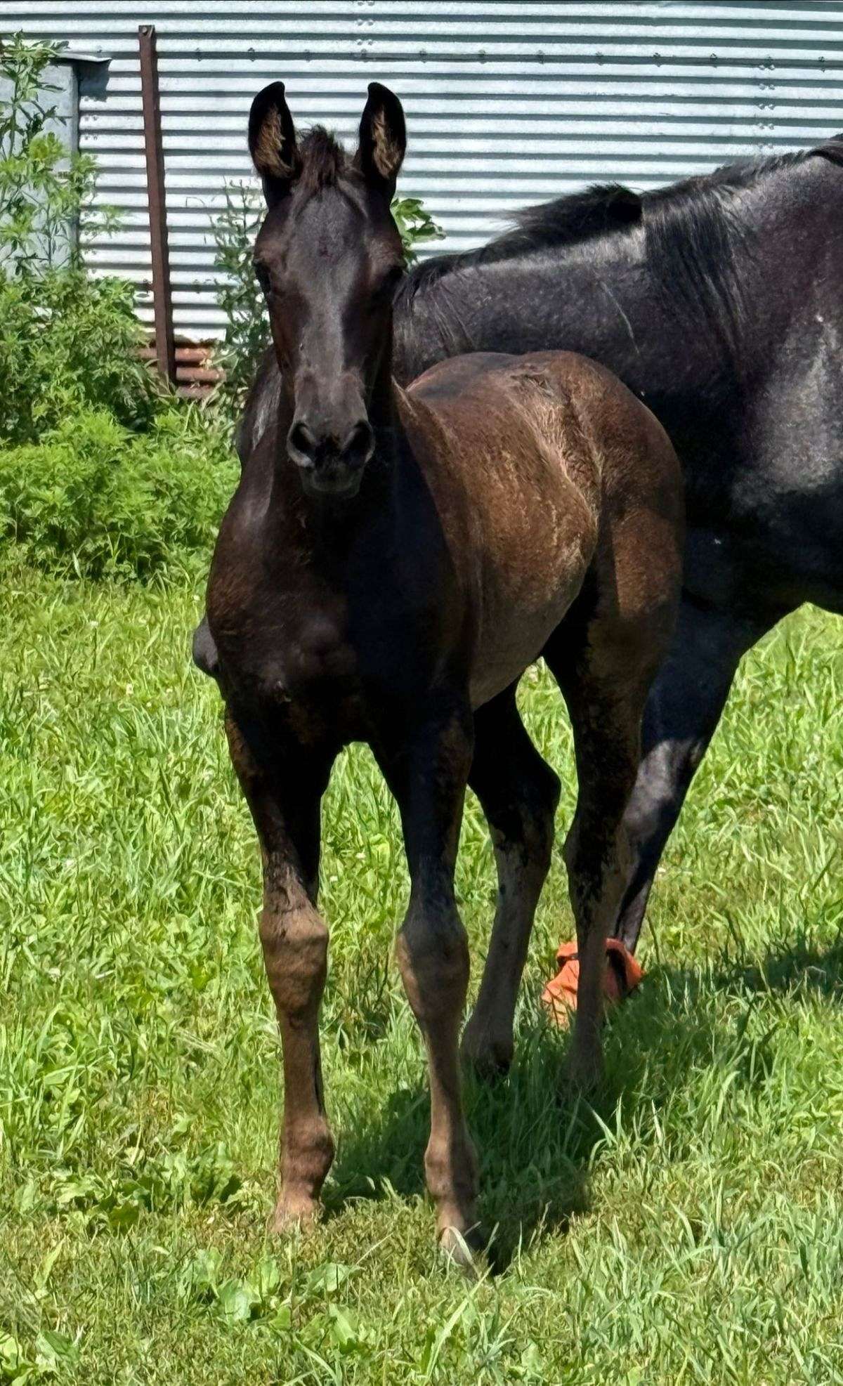 50% Friesian 50% QH Weanling Filly