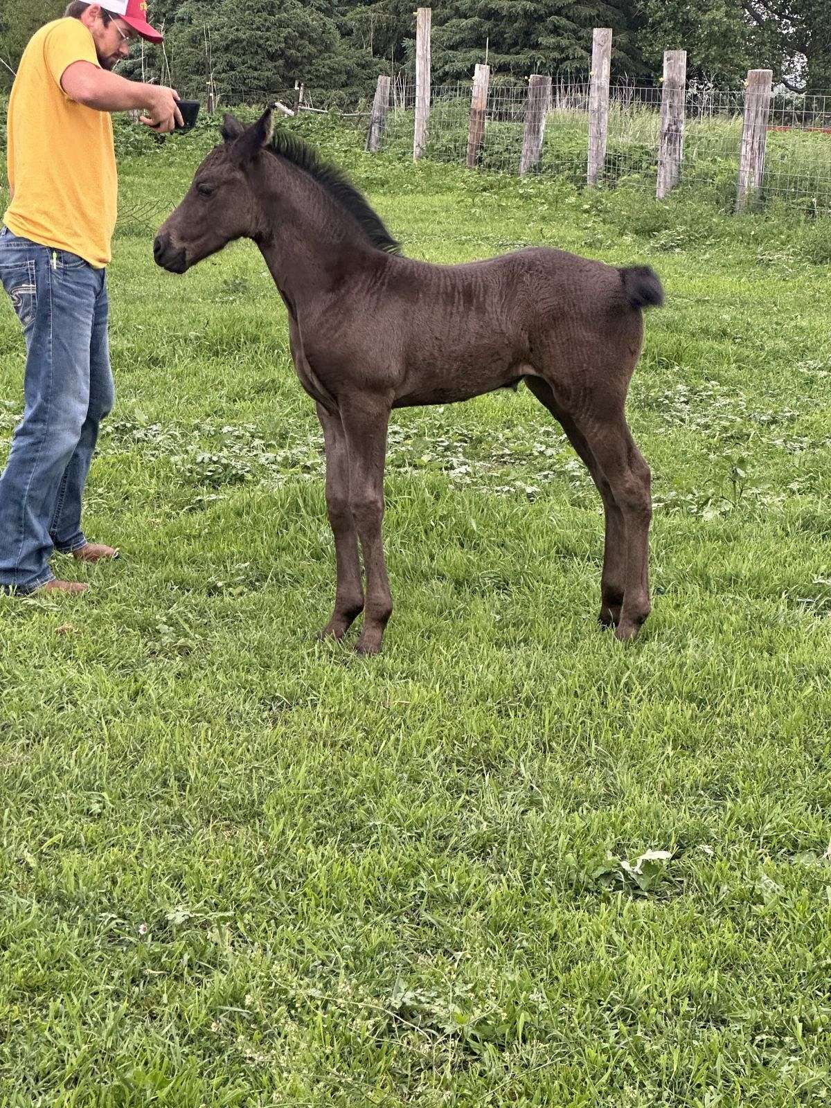 50% Friesian 50% QH Weanling Filly