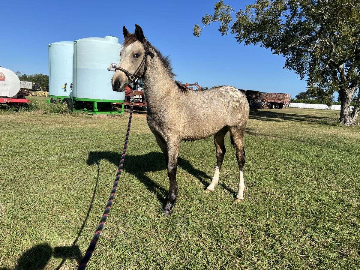 Leopard Buckskin Gypsy Cross