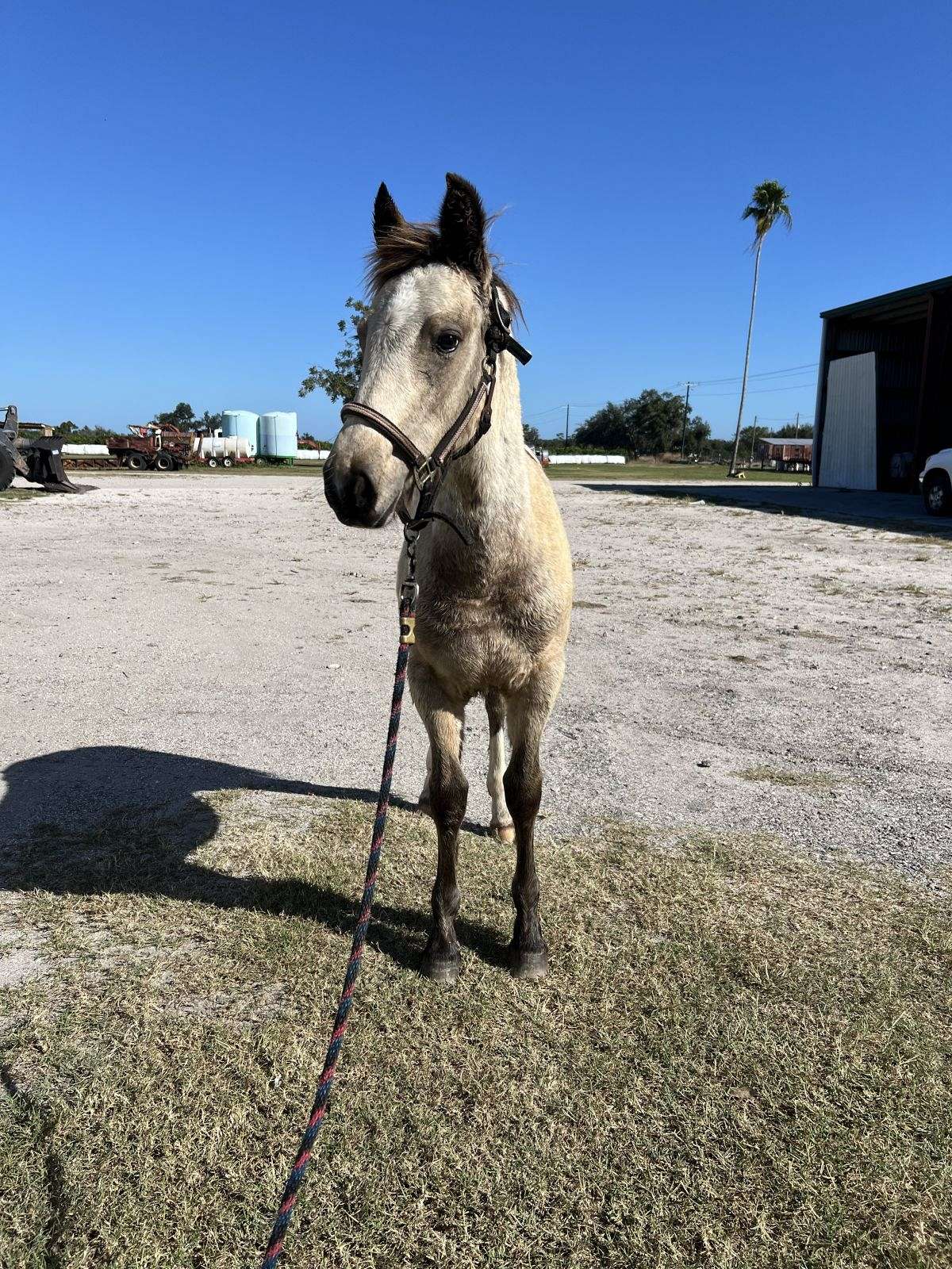 Leopard Buckskin Gypsy Cross