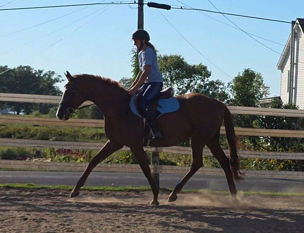 Compact, Athletic, Talented, Good Mover 15.3hh 7yr Old Thoroughbred Mare