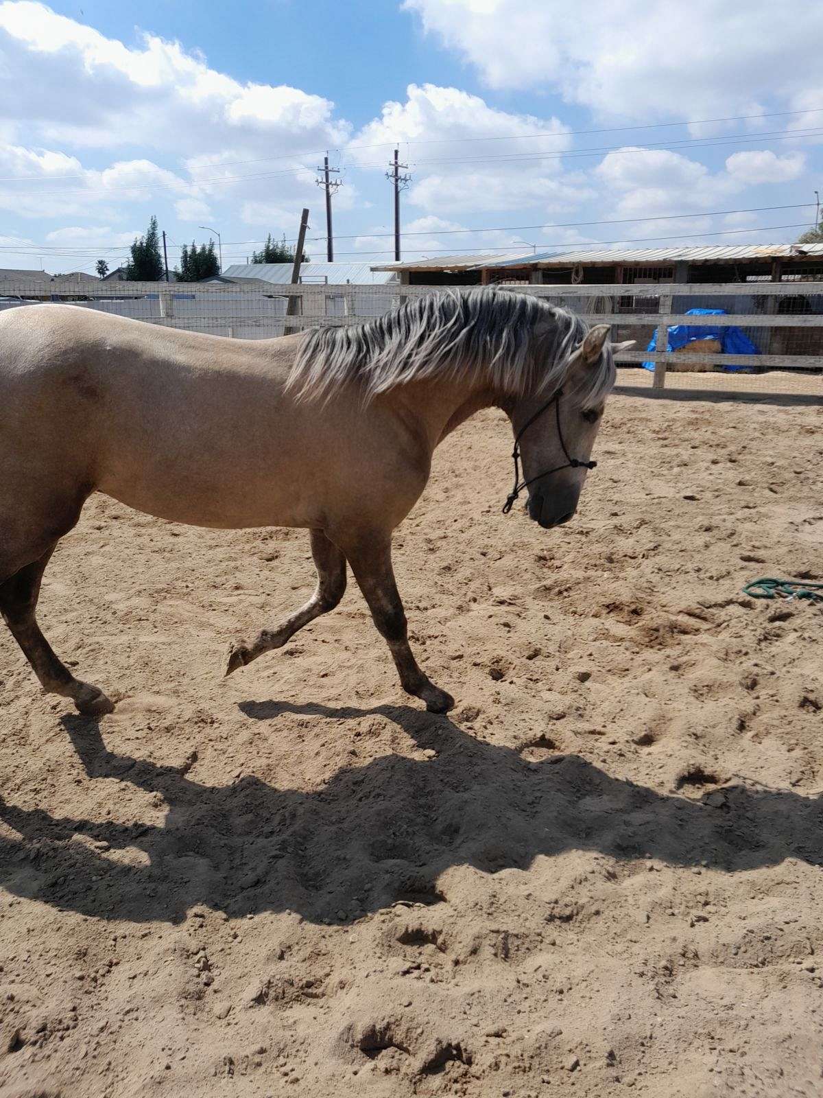 Consentido Rm PRE Annce Colt