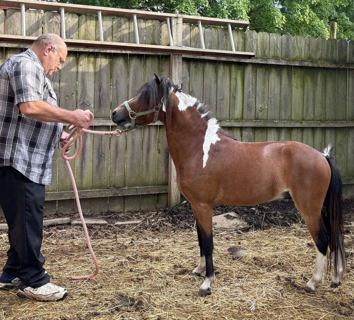 Tri Color Bay Pinto Stallion