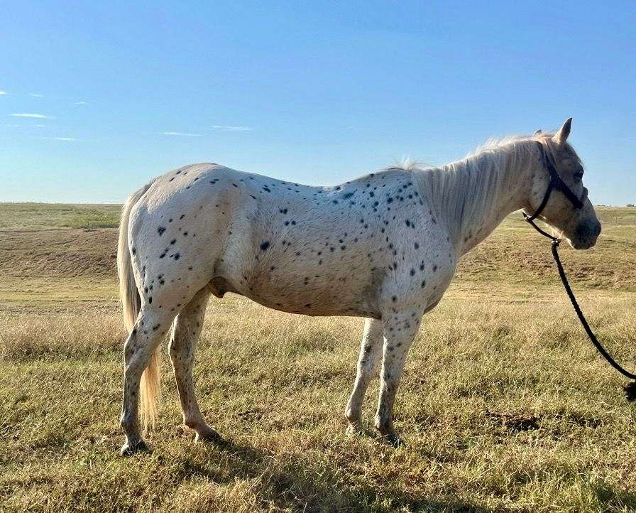 Flashy Bombproof Child Safe Gelding