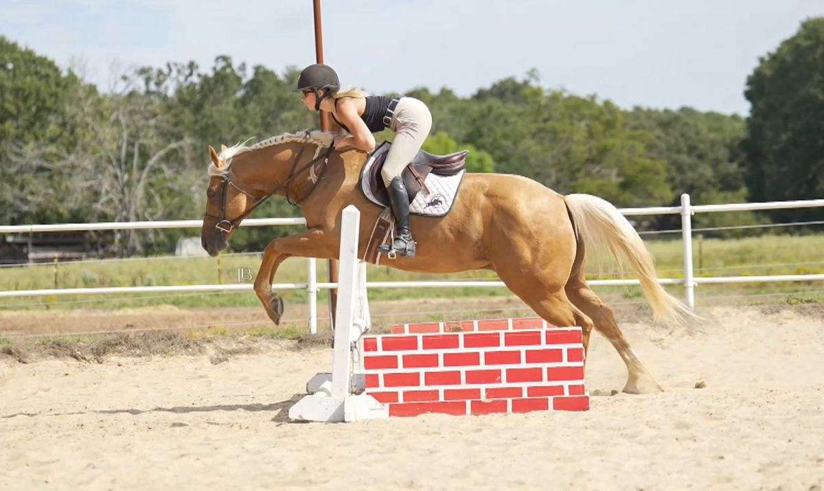 Charlie - a Versatile Show Prospect 5 yo Palomino AQHA Gelding!