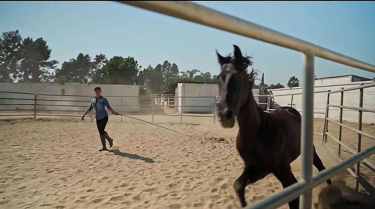 Athletic Thoroughbred Cross – Elite Northern Dancer × Sto