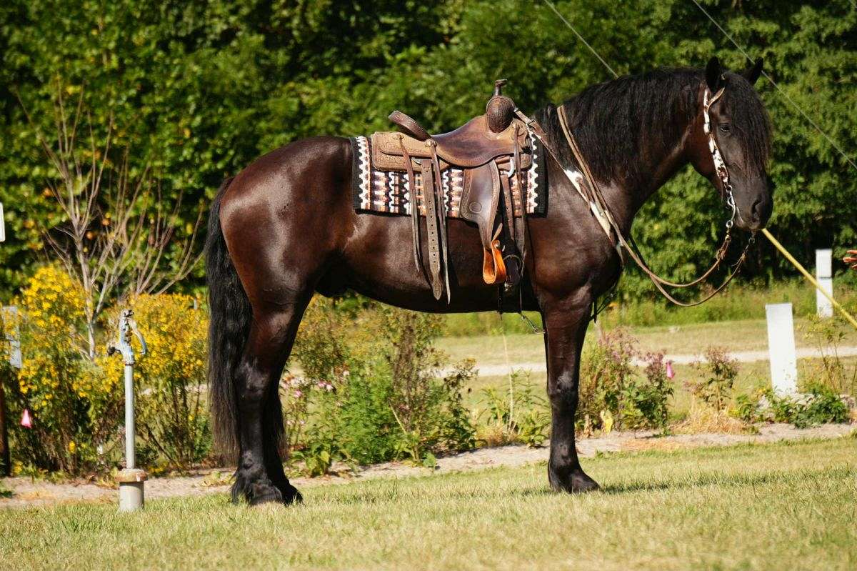 Diego - Your Next All Around Prospect 5 yo Black Friesian/Percheron Gelding