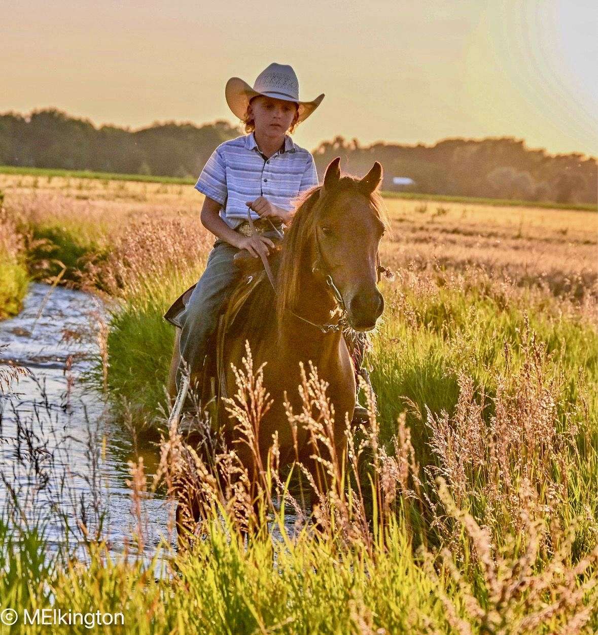 Yosemite Sam - Super Fancy 5 Yr Old Bay Pony Gelding!