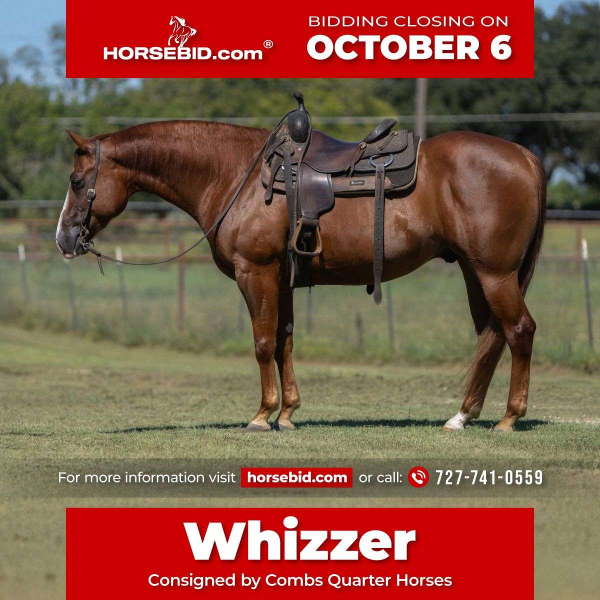 Whizzer - Perfect All Around Horse 7 Yr Old Sorrel AQHA Gelding!