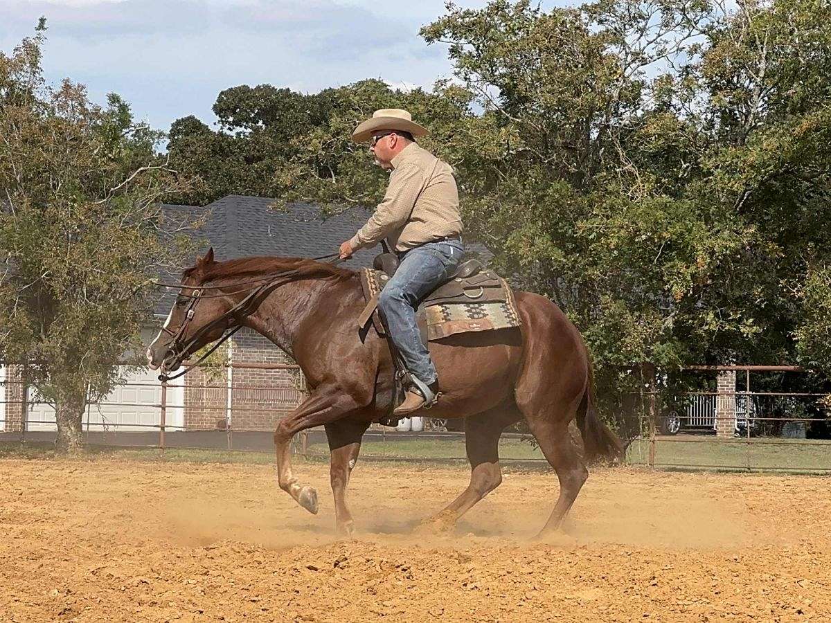 Whizzer - Perfect All Around Horse 7 Yr Old Sorrel AQHA Gelding!
