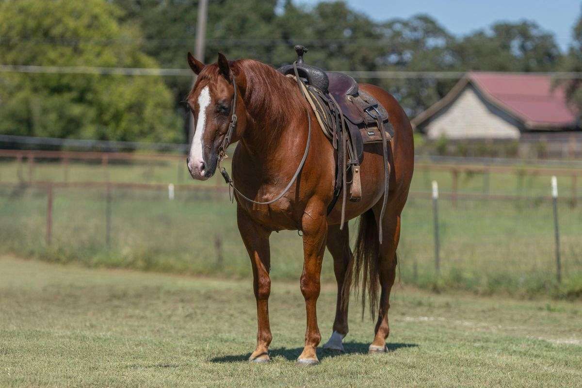 Whizzer - Perfect All Around Horse 7 Yr Old Sorrel AQHA Gelding!