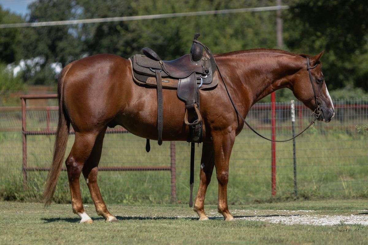 Whizzer - Perfect All Around Horse 7 Yr Old Sorrel AQHA Gelding!