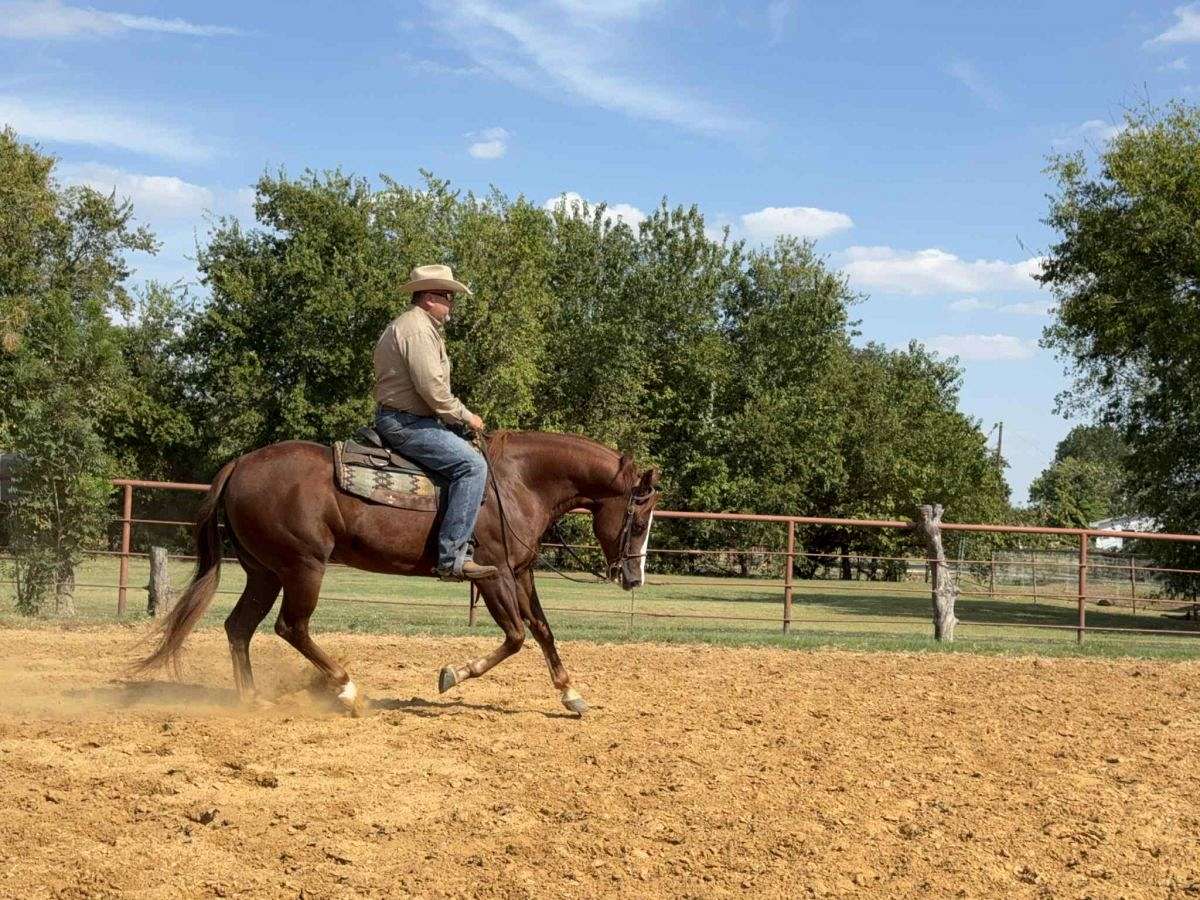 Whizzer - Perfect All Around Horse 7 Yr Old Sorrel AQHA Gelding!