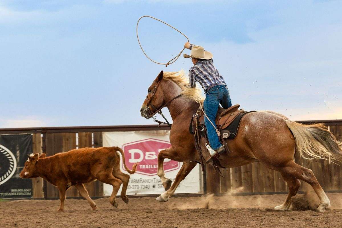 Wagon Train - Exceptional Ranch & Roping Horse 5 yo Red Roan AQHA Gelding!