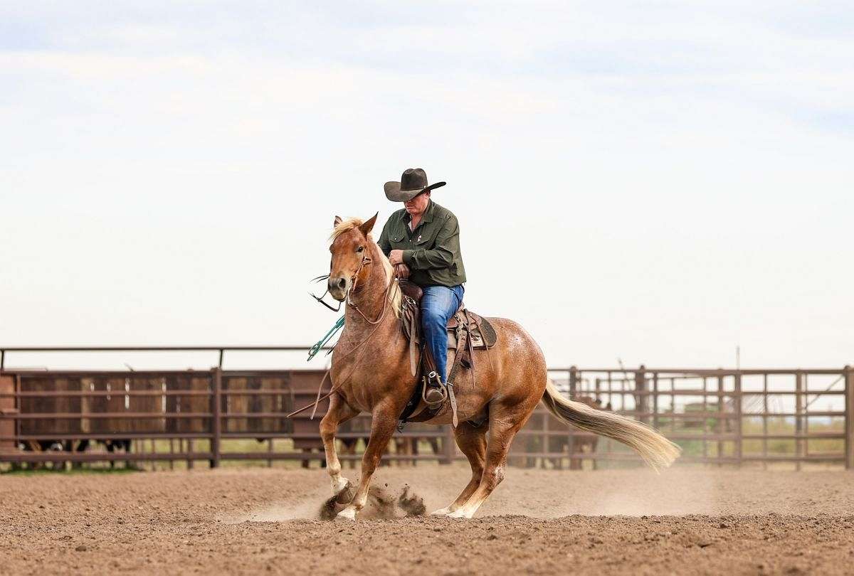 Wagon Train - Exceptional Ranch & Roping Horse 5 yo Red Roan AQHA Gelding!