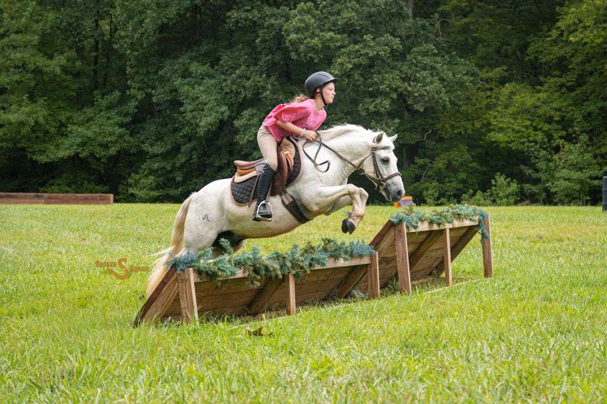 Pillsbury - Absolutely Adorable 7 Yr Old Grey Welsh X Quarter Pony Gelding!