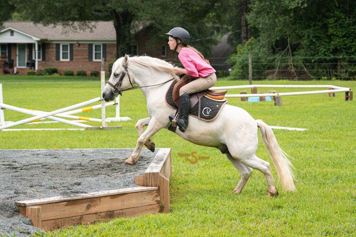 Pillsbury - Absolutely Adorable 7 Yr Old Grey Welsh X Quarter Pony Gelding!