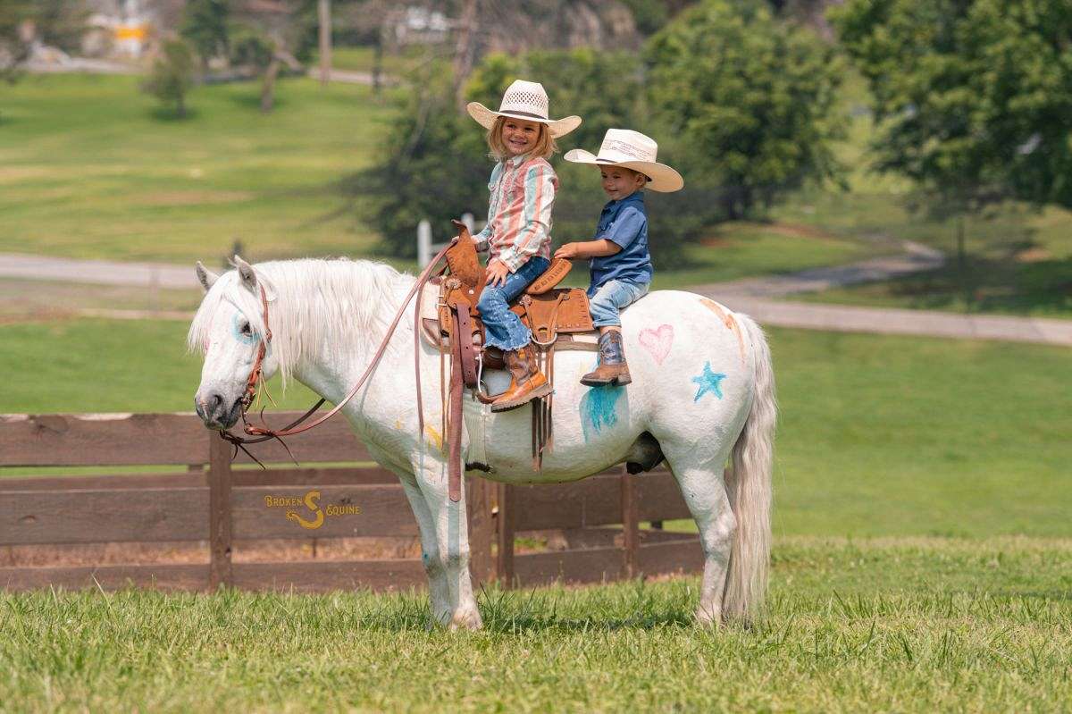 Pillsbury - Absolutely Adorable 7 Yr Old Grey Welsh X Quarter Pony Gelding!
