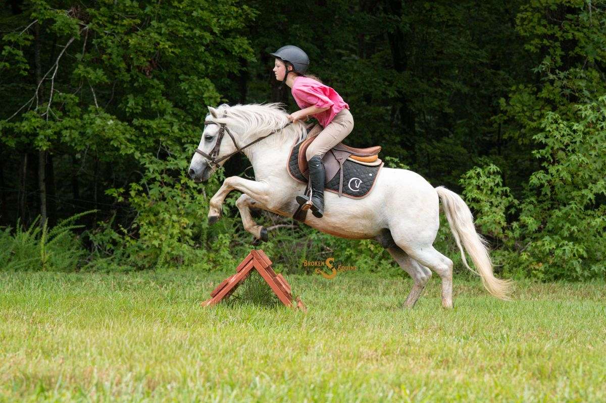 Pillsbury - Absolutely Adorable 7 Yr Old Grey Welsh X Quarter Pony Gelding!