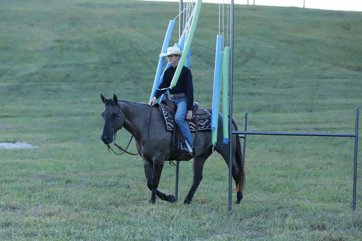Leo - Gorgeous Ranch Horse Deluxe 7 yo Grulla AQHA Gelding!