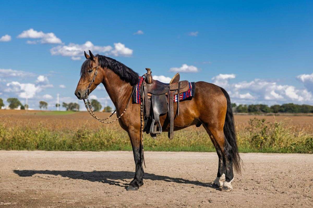 Kobe - Drop Dead Gorgeous 5 Yr Old Bay Friesian Sport Horse Gelding!