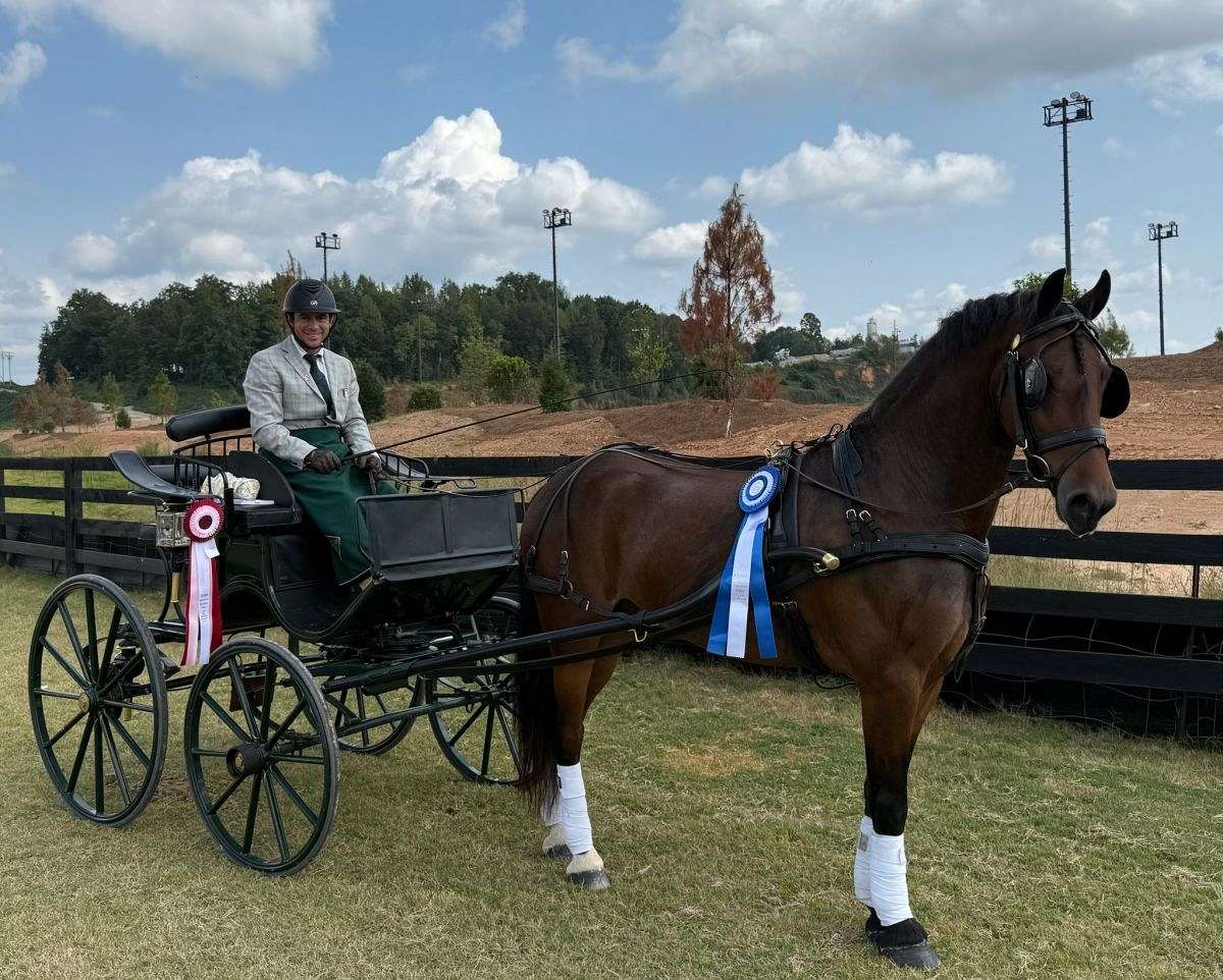 Kobe - Drop Dead Gorgeous 5 Yr Old Bay Friesian Sport Horse Gelding!
