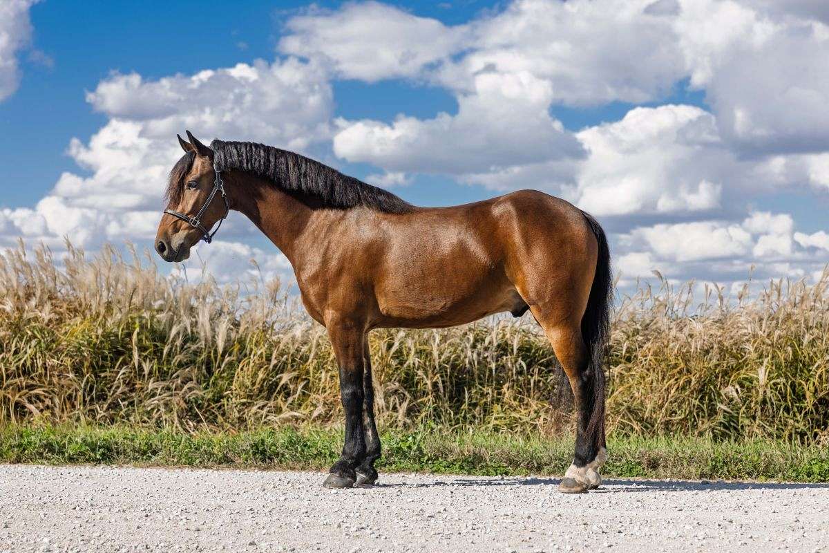 Kobe - Drop Dead Gorgeous 5 Yr Old Bay Friesian Sport Horse Gelding!
