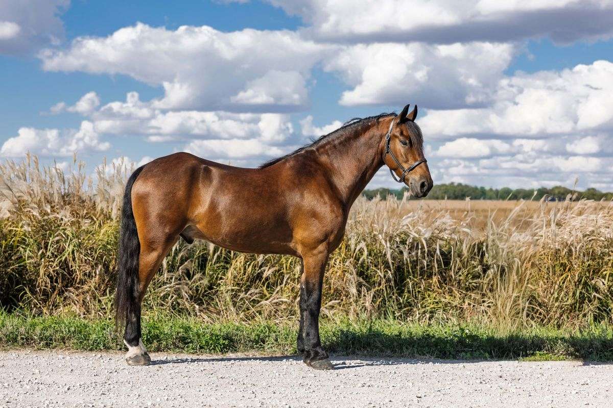 Kobe - Drop Dead Gorgeous 5 Yr Old Bay Friesian Sport Horse Gelding!