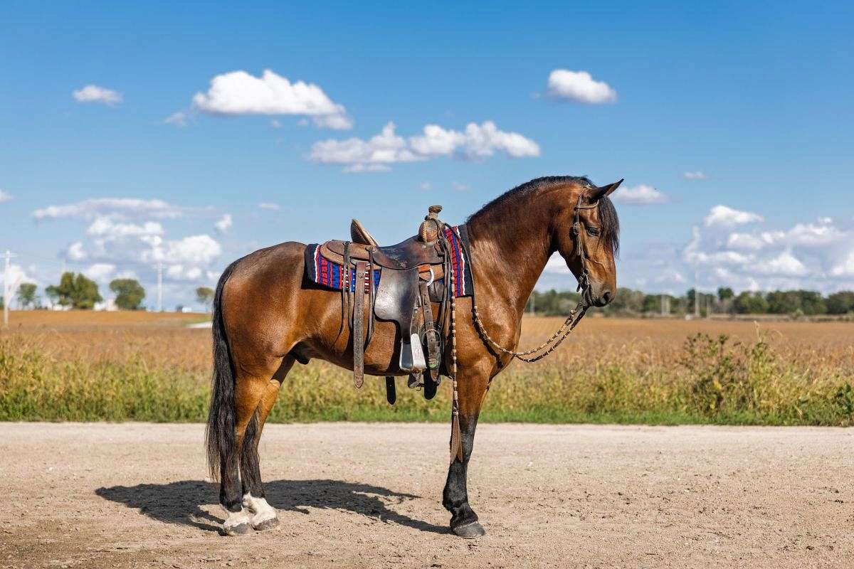 Kobe - Drop Dead Gorgeous 5 Yr Old Bay Friesian Sport Horse Gelding!